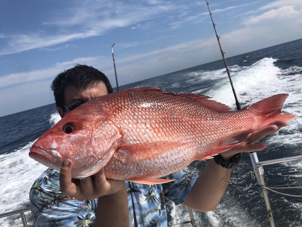Northern Red Snapper in July 2019 by pgthompson · iNaturalist