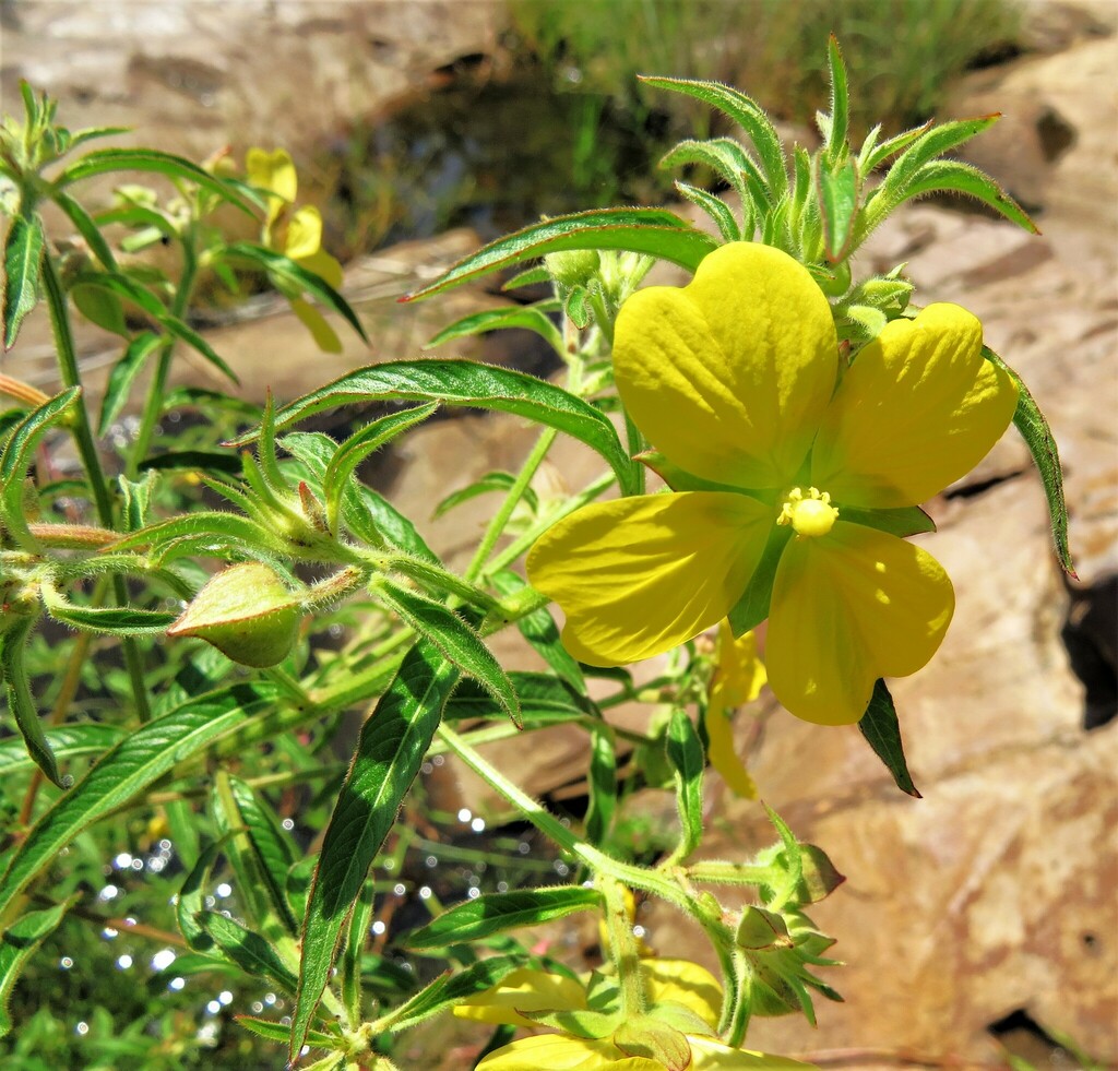Mexican Primrose-willow (Mbuluzi Flowers - Yellow) · iNaturalist
