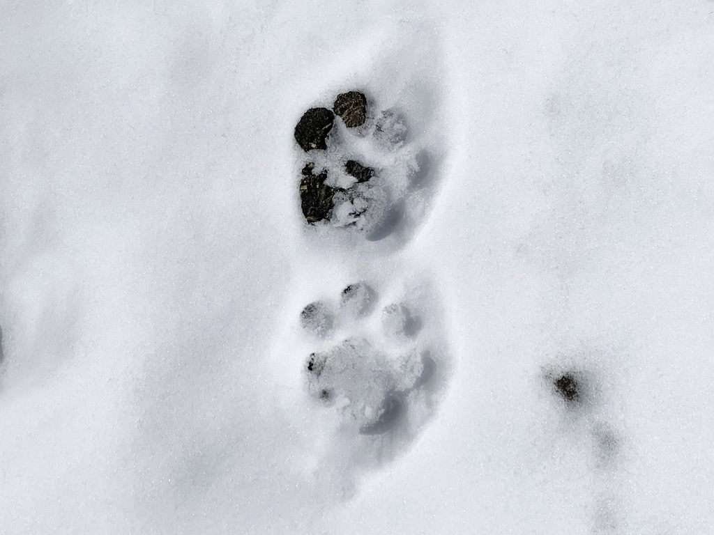 Snow Leopard in May 2023 by dbeadle. Footprint of Panthera uncia (Snow ...