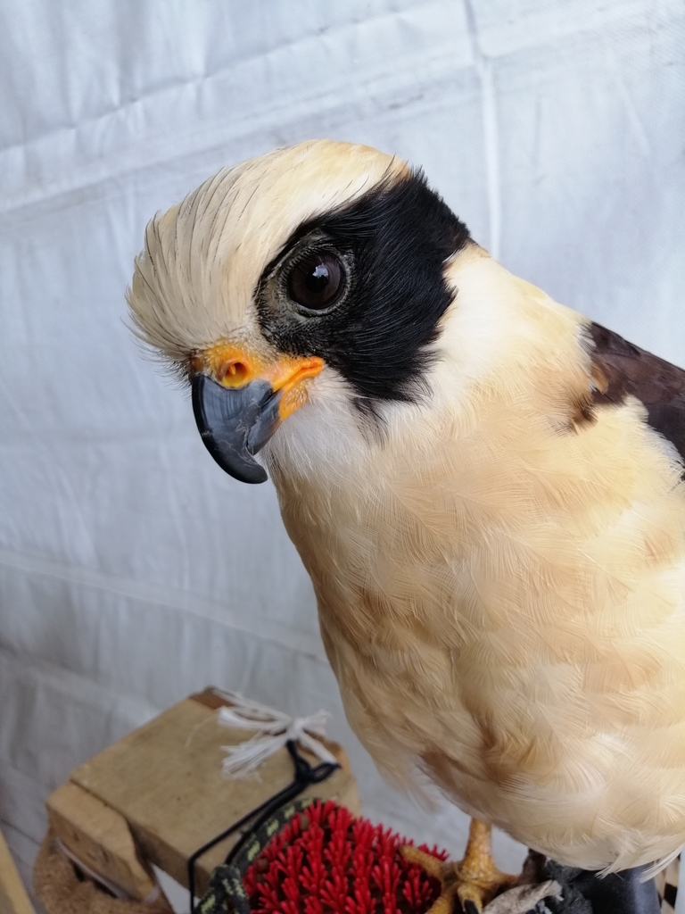 Laughing Falcon from Totutla, Ver., México on July 27, 2019 at 03:49 PM ...