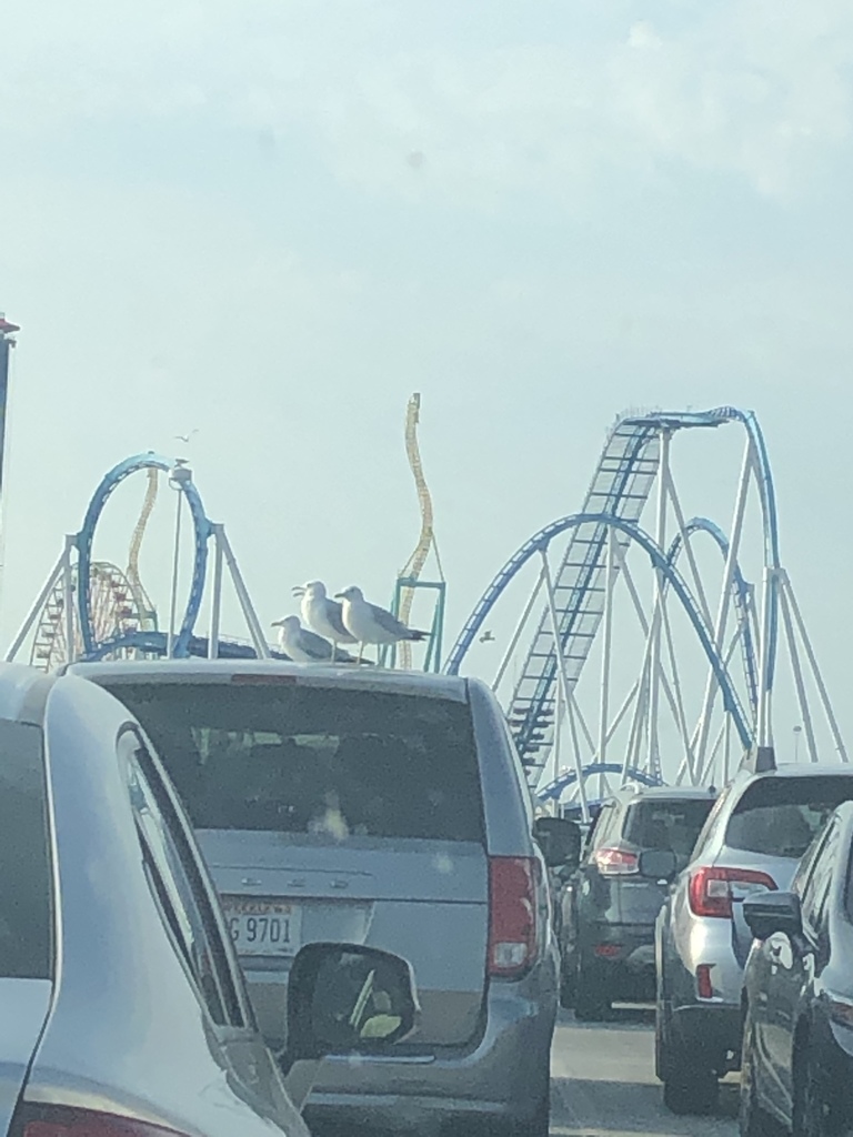 Ring-billed Gull from Cedar Point, Sandusky, OH, US on July 27, 2019 at ...