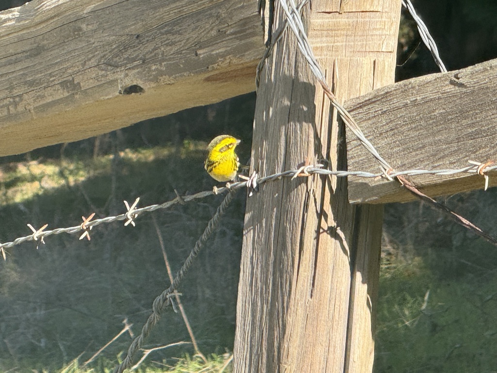 Townsend's Warbler from Palo Corona Regional Park, Carmel, CA, US on ...