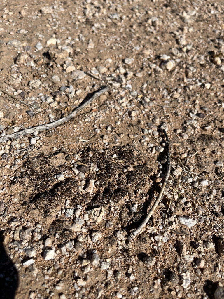 Clavascidium from E Broadway Blvd, Tucson, AZ, US on January 11, 2025 ...