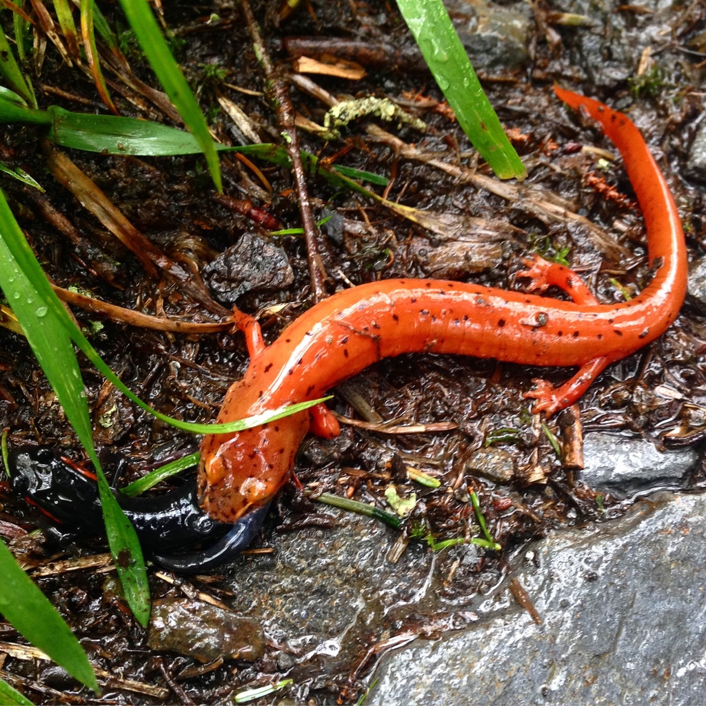 Spring Salamander from Great Smoky Mountains National Park, Bryson City ...