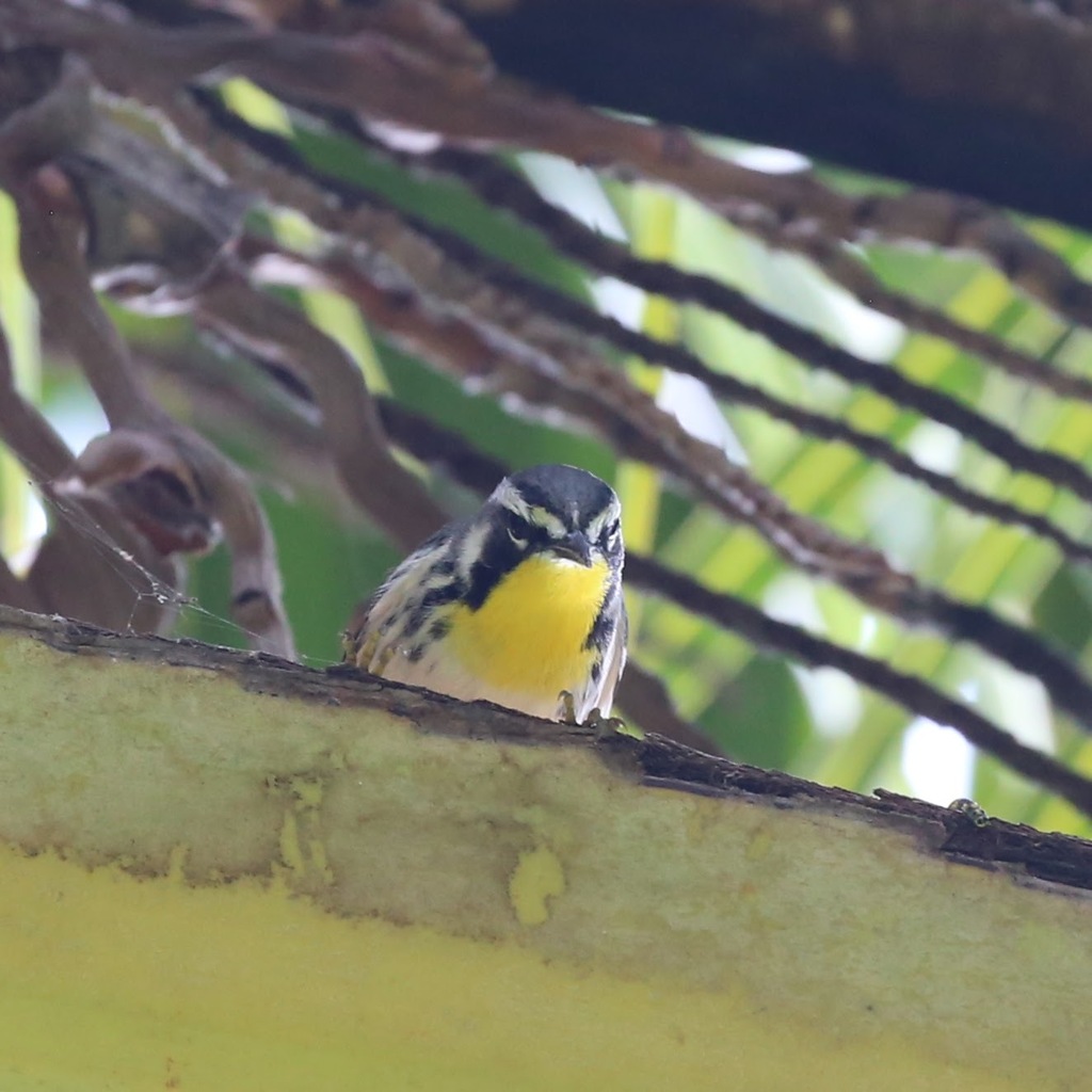 Yellow-throated Warbler from Fasulo Park, Florida City, FL, USA on ...