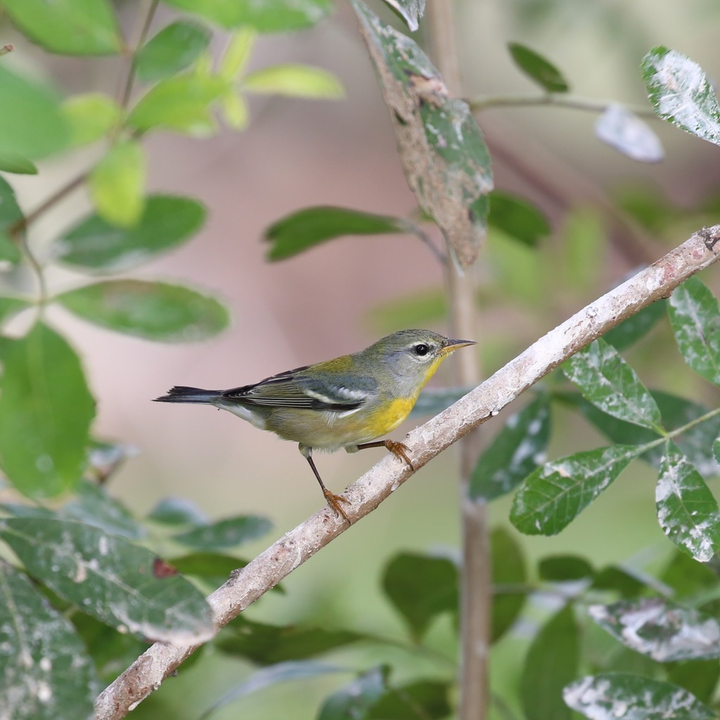 Northern Parula from Fasulo Park, Florida City, FL, USA on December 15 ...
