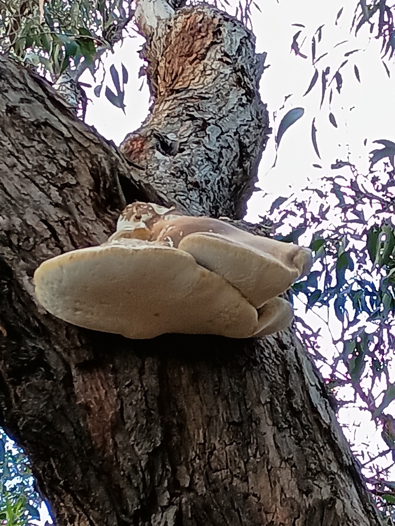 white punk from Anglesea VIC 3230, Australia on June 16, 2024 at 10:02 ...