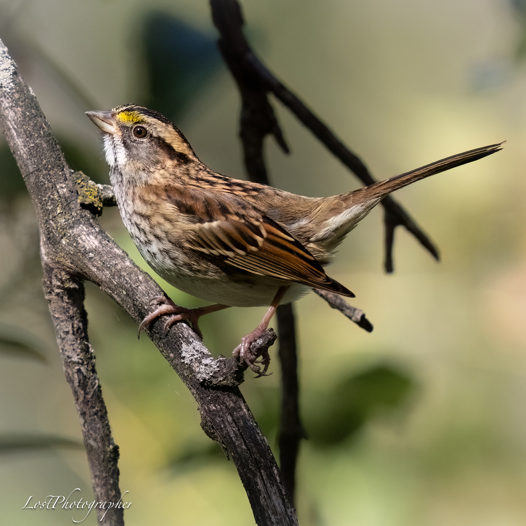 White-throated Sparrow from Cook County, IL, USA on October 2, 2024 at ...