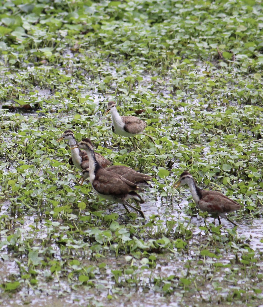 Northern Jacana from Lago de La Sabana, San Jose, San Jose, CR on ...