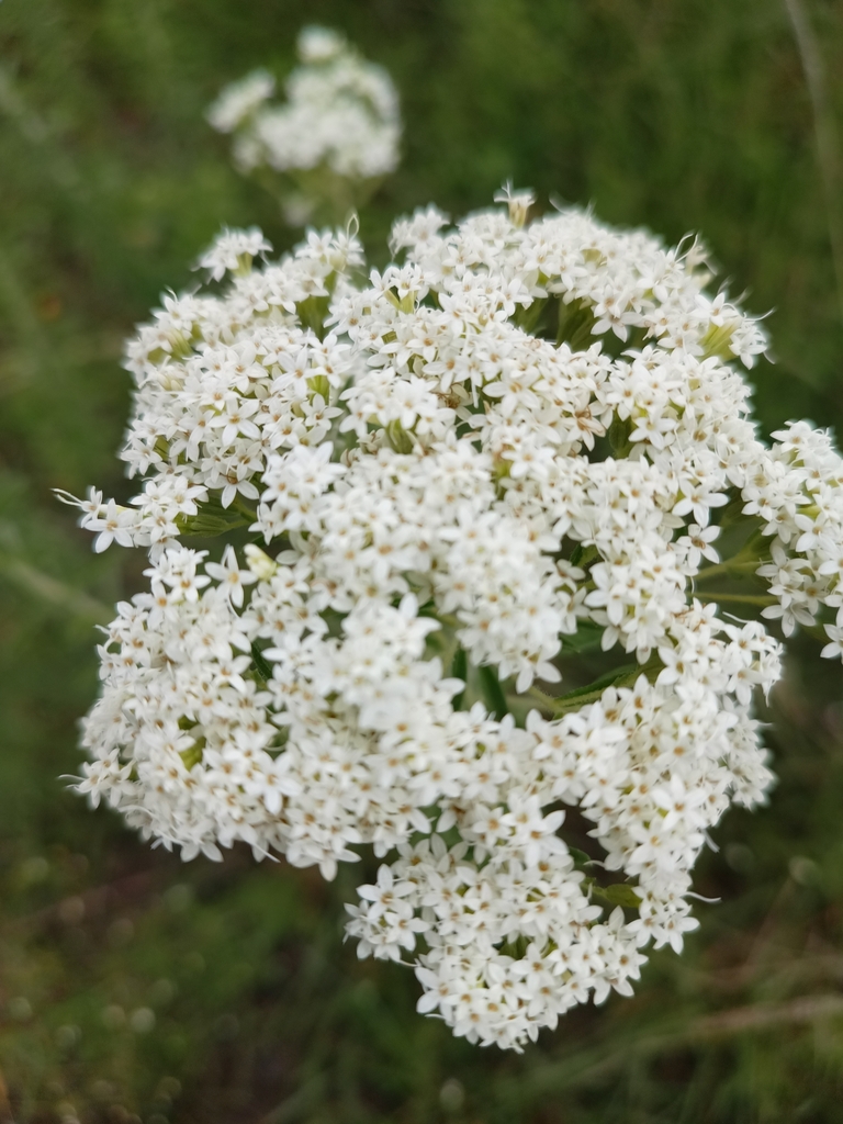 Sawtooth Candyleaf from 54645 Méx., México on September 24, 2024 at 03: ...