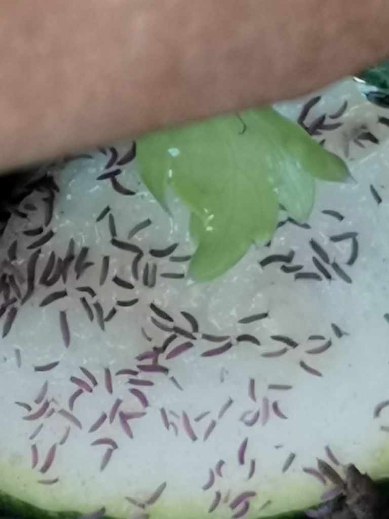 Plump Springtails from Stokes Valley, Lower Hutt 5019, New Zealand on ...