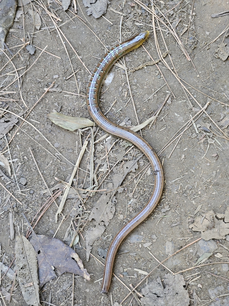 Asian Glass Lizard from HV3Q+X25, Shillong, Meghalaya 793014, India on ...