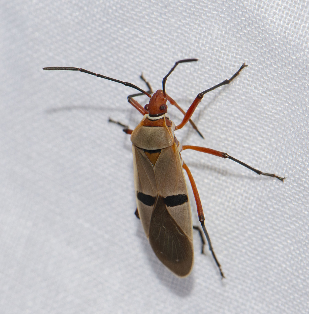 Dysdercus obliquus from Brewster County, TX, USA on June 25, 2019 at 11 ...