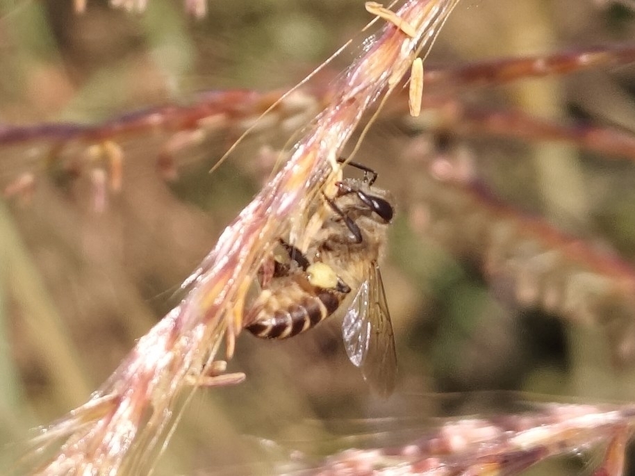 Asian Honey Bee from RWXH+389 Lamlongei water supply, Mantripukhri ...