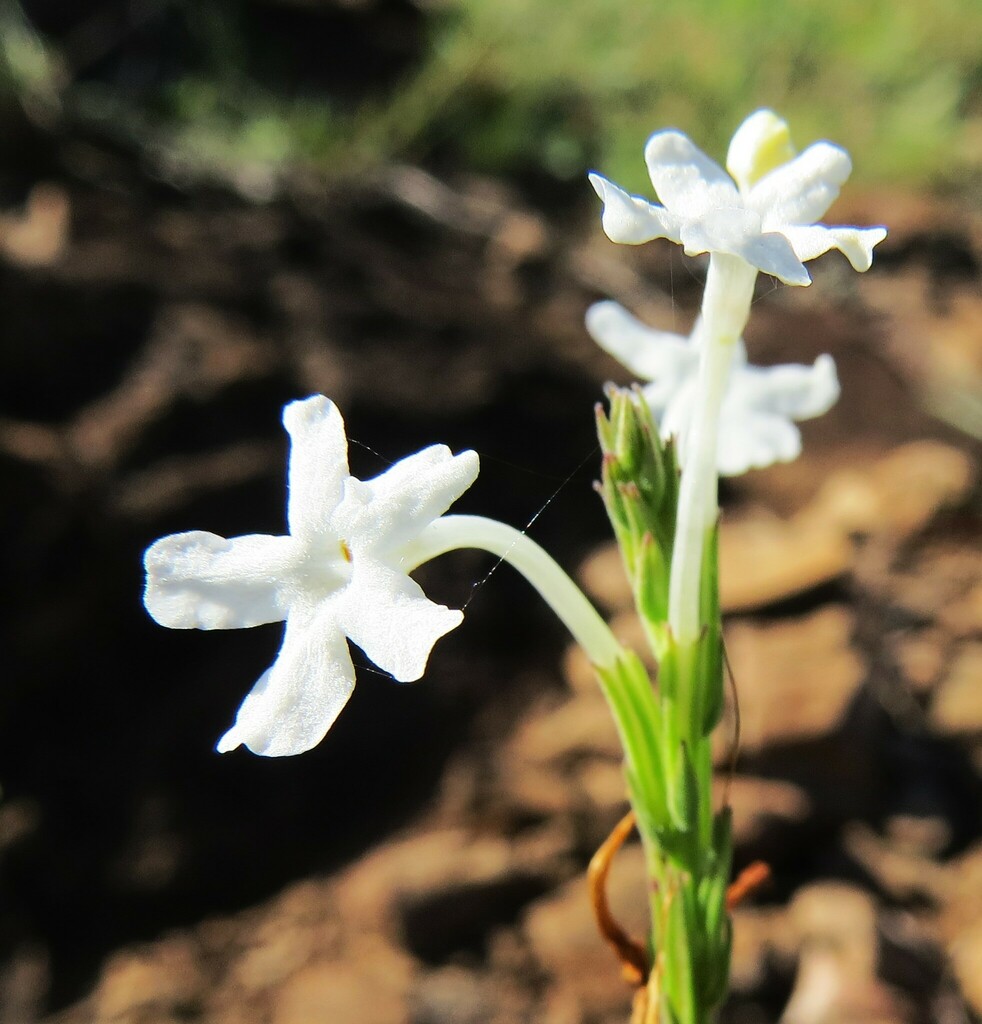 Lowveld Trumpets (Mbuluzi Flowers - White) · iNaturalist