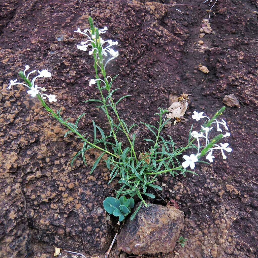 Lowveld Trumpets (Mbuluzi Flowers - White) · iNaturalist