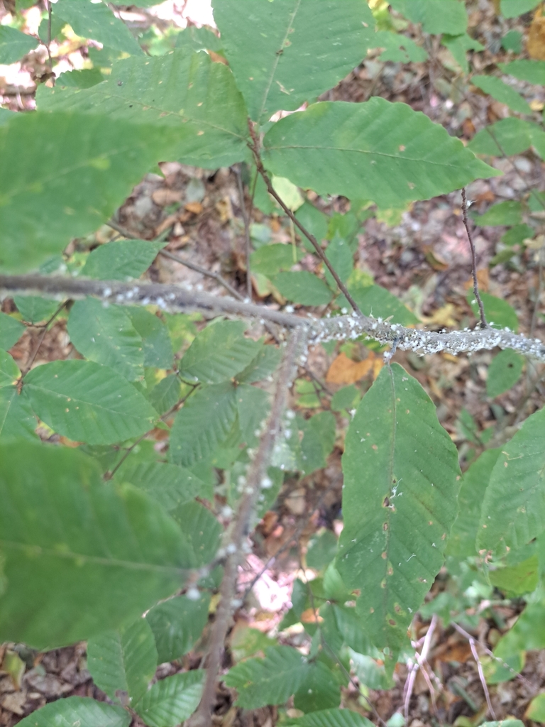 Beech Blight Aphid from Muskoka, CA-ON, CA on September 16, 2024 at 12: ...