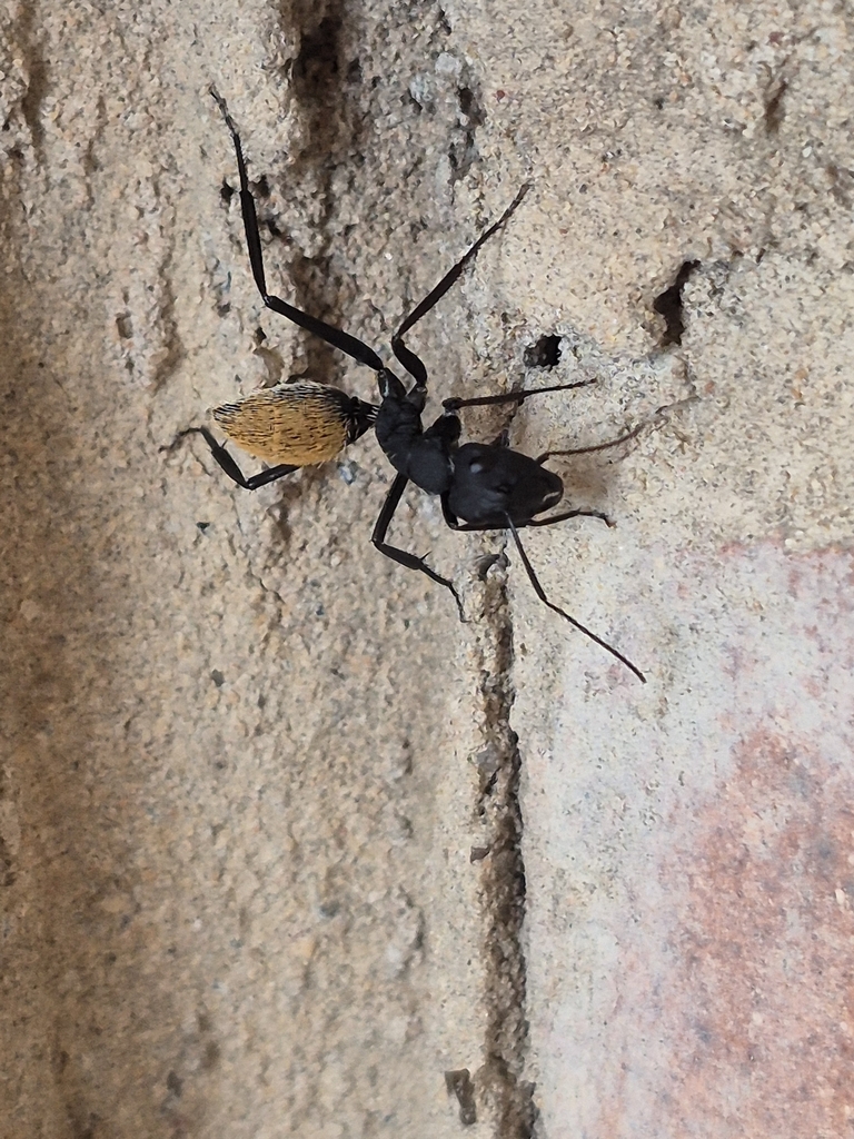 Karoo Balbyter Ant from Gobabis, NA-OH, NA on January 12, 2025 at 05:50 ...