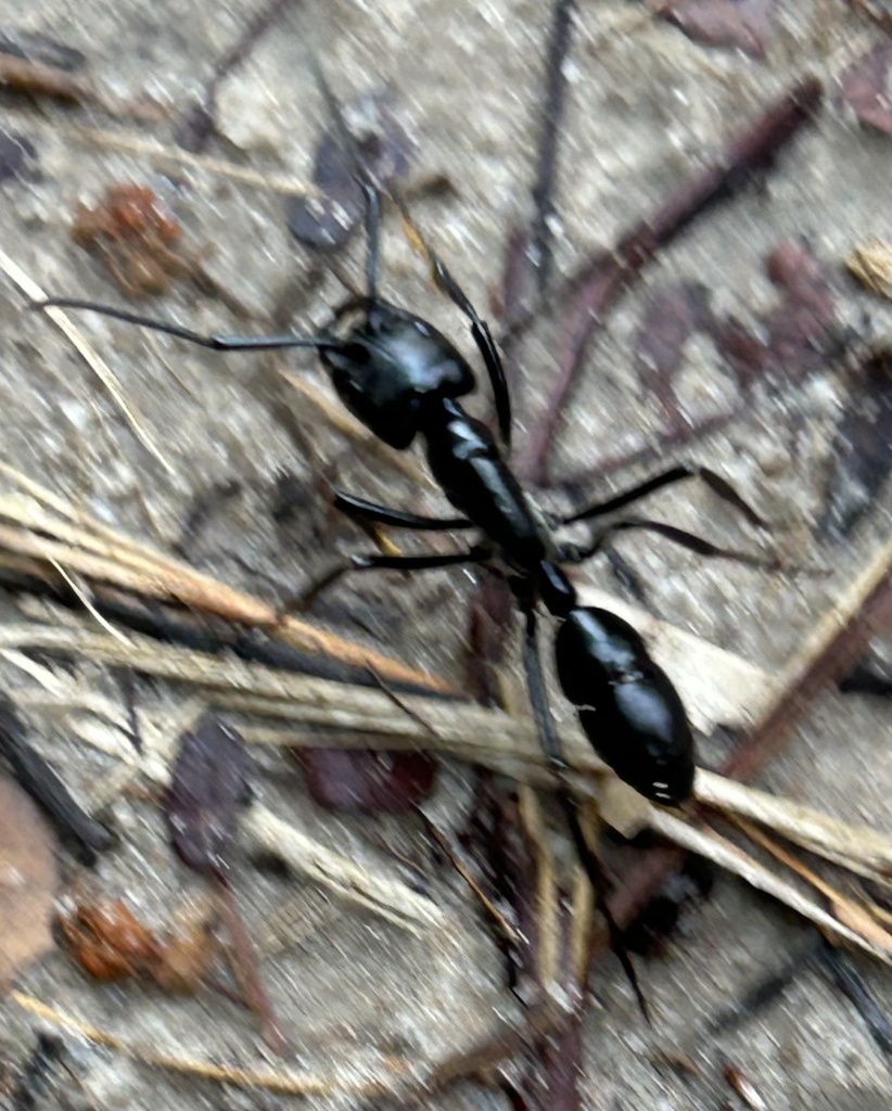 Giant Amazonian Ants from CE060, Barbalha, CE, BR on January 12, 2025 ...