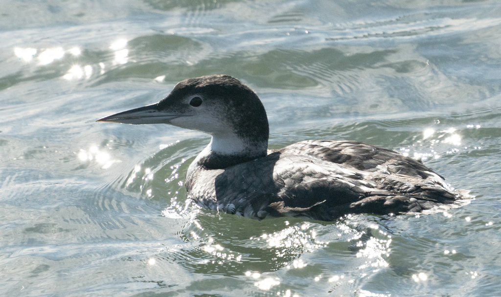 Common Loon from Richmond, CA, USA on January 07, 2025 at 11:02 AM by ...