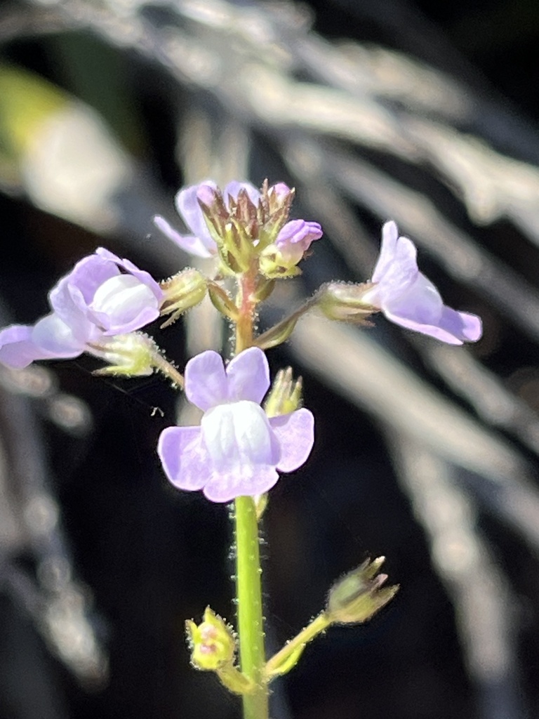 Florida toadflax from Lake Wales Ridge Wildlife and Environmental Area ...