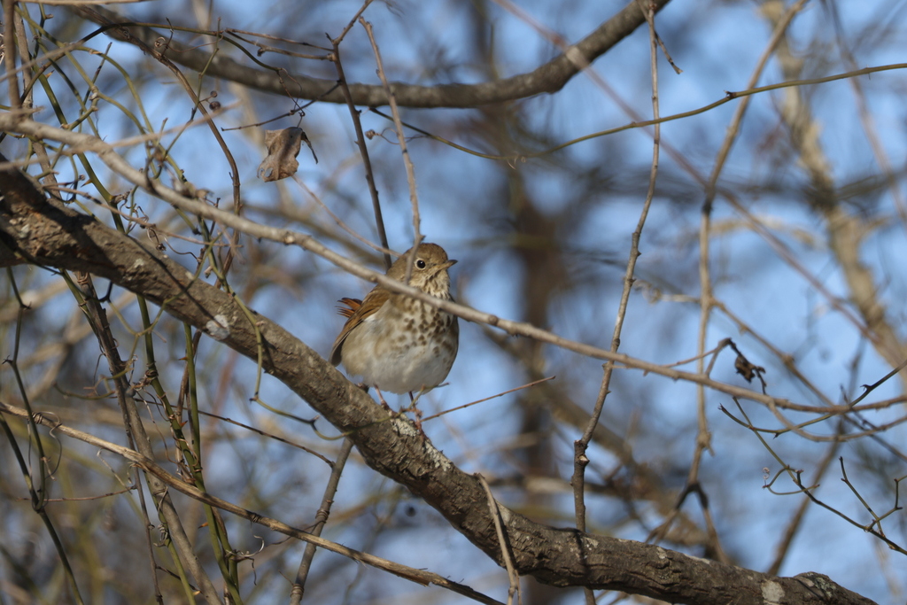 Hermit Thrush from Woodbridge, VA 22191, USA on January 12, 2025 at 01: ...