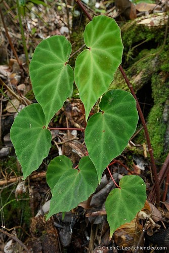 Begonia rubida · iNaturalist