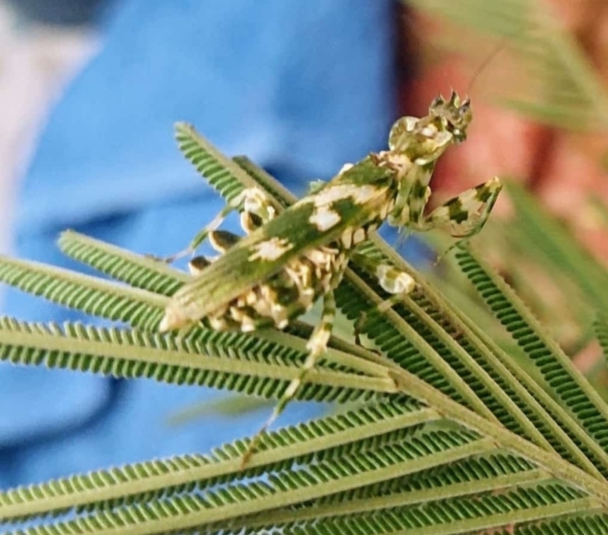 African False Flower Mantis from George Municipality, South Africa on ...