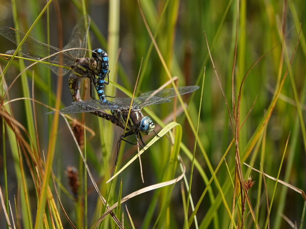 Paddle-tailed Darner from Fremont County, ID, USA on September 02, 2024 ...