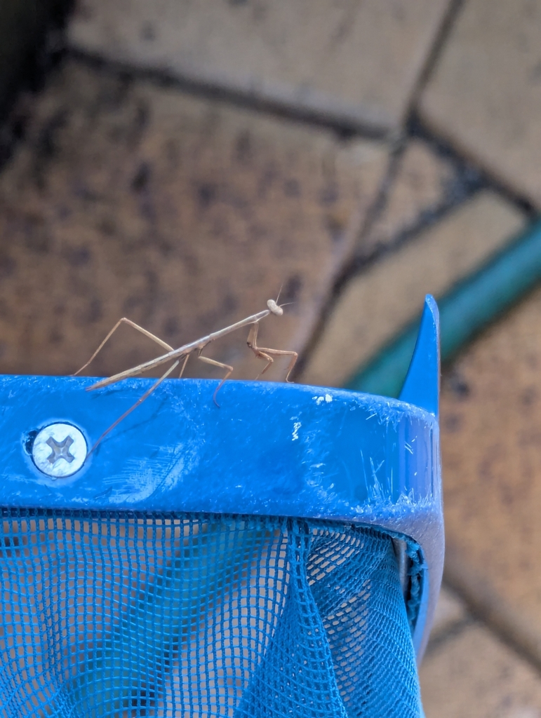 Australian Stick Mantis from Capalaba QLD 4157, Australia on January 13 ...