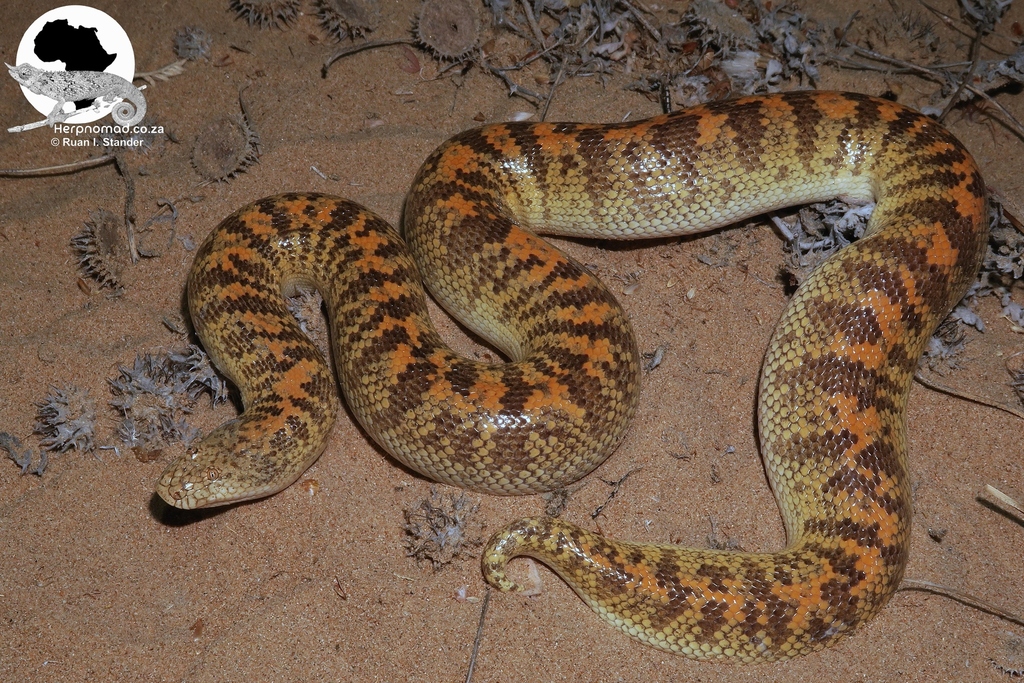 Arabian Sand Boa in June 2024 by Ruan I. Stander · iNaturalist