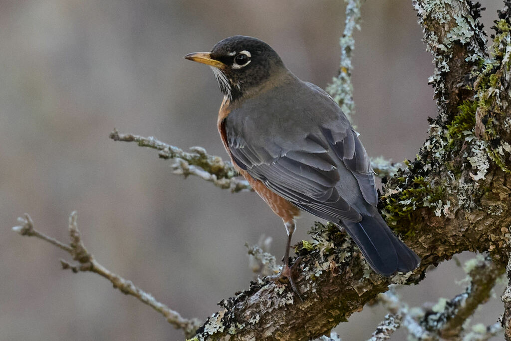 American Robin from Capital Regional District, BC, Canada on January 12 ...