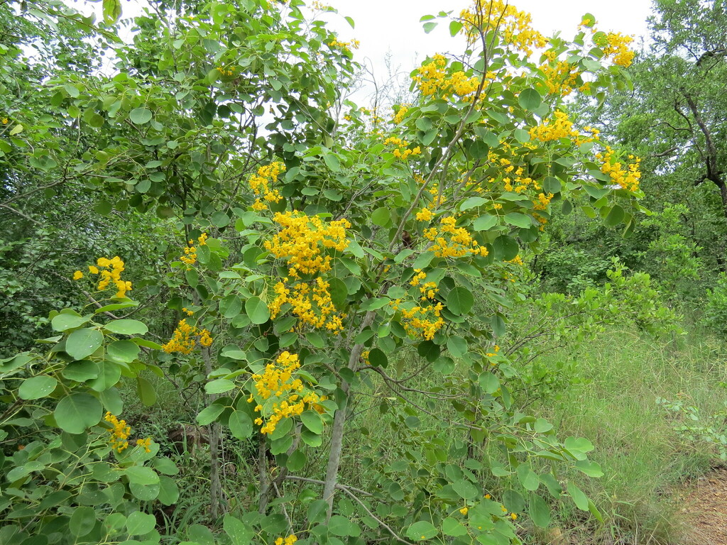 Round-leaved Teak (Mbuluzi Flowers - Yellow) · iNaturalist