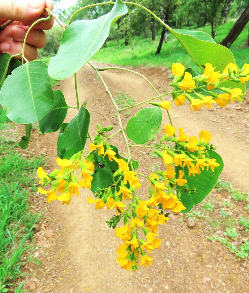 Round-leaved Teak (Mbuluzi Flowers - Yellow) · iNaturalist