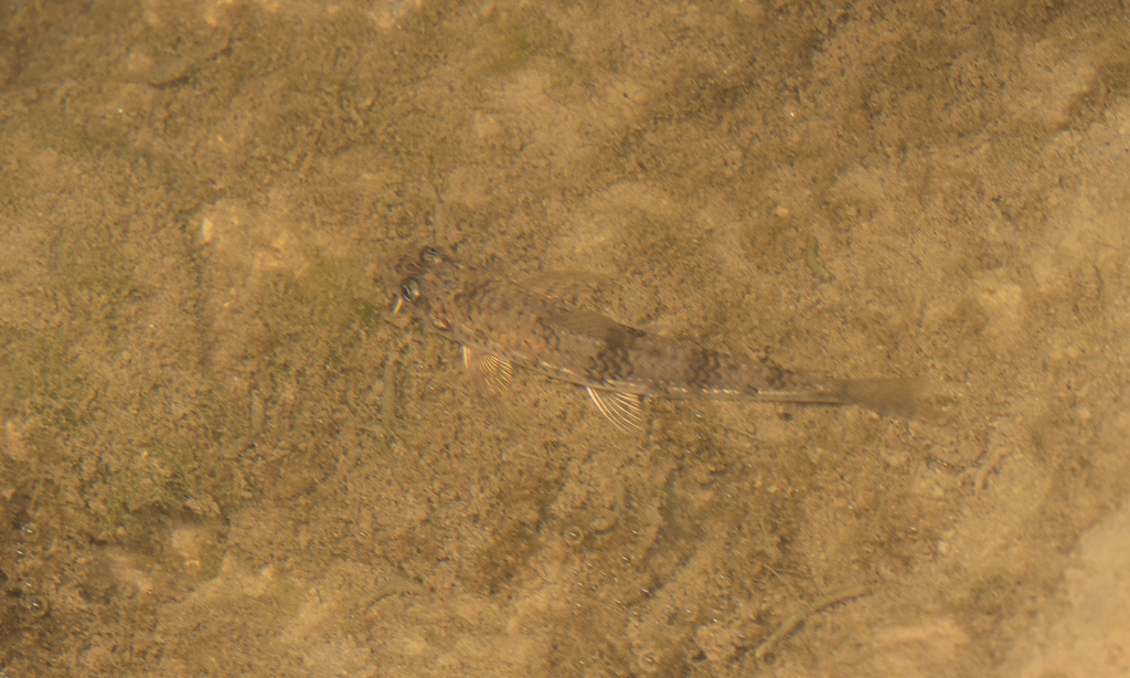 Long-nosed Gudgeon (Microphysogobio tungtingensis) - Marine Life ...