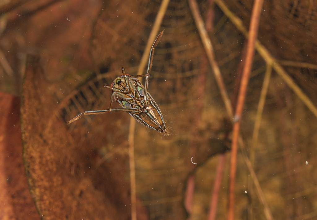 Enithares from Guigang, CN-GX, CN on January 10, 2025 at 12:07 AM by ...