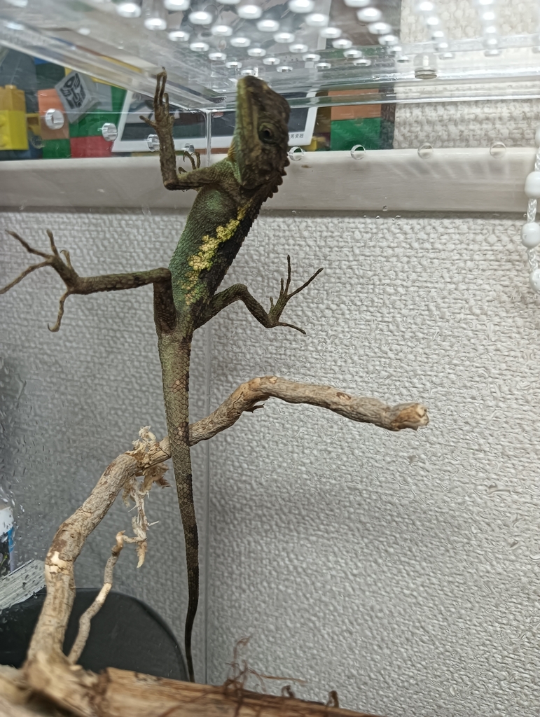 Diploderma polygonatum donan in August 2024 by リオ. Diploderma ...