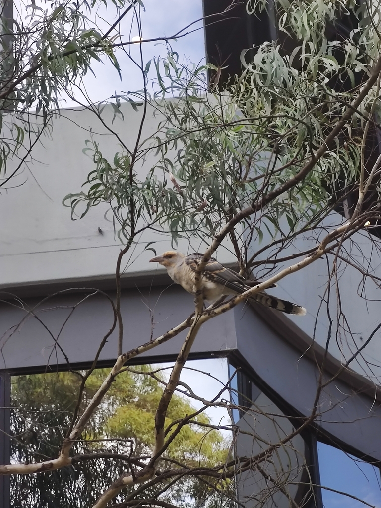 Channel-billed Cuckoo from Lane Cove North NSW 2066, Australia on ...