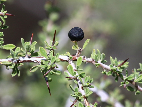 Variedad Condalia warnockii kearneyana · iNaturalist Mexico