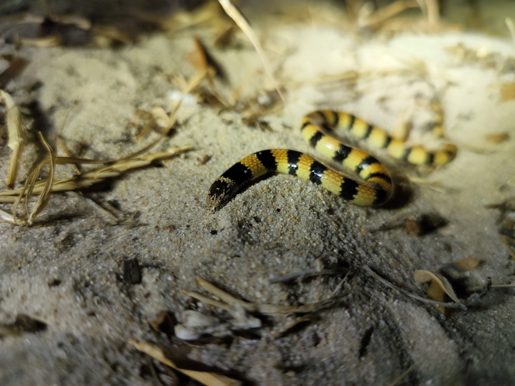 Southern Desert Banded Snake from City Beach WA 6015, Australia on ...