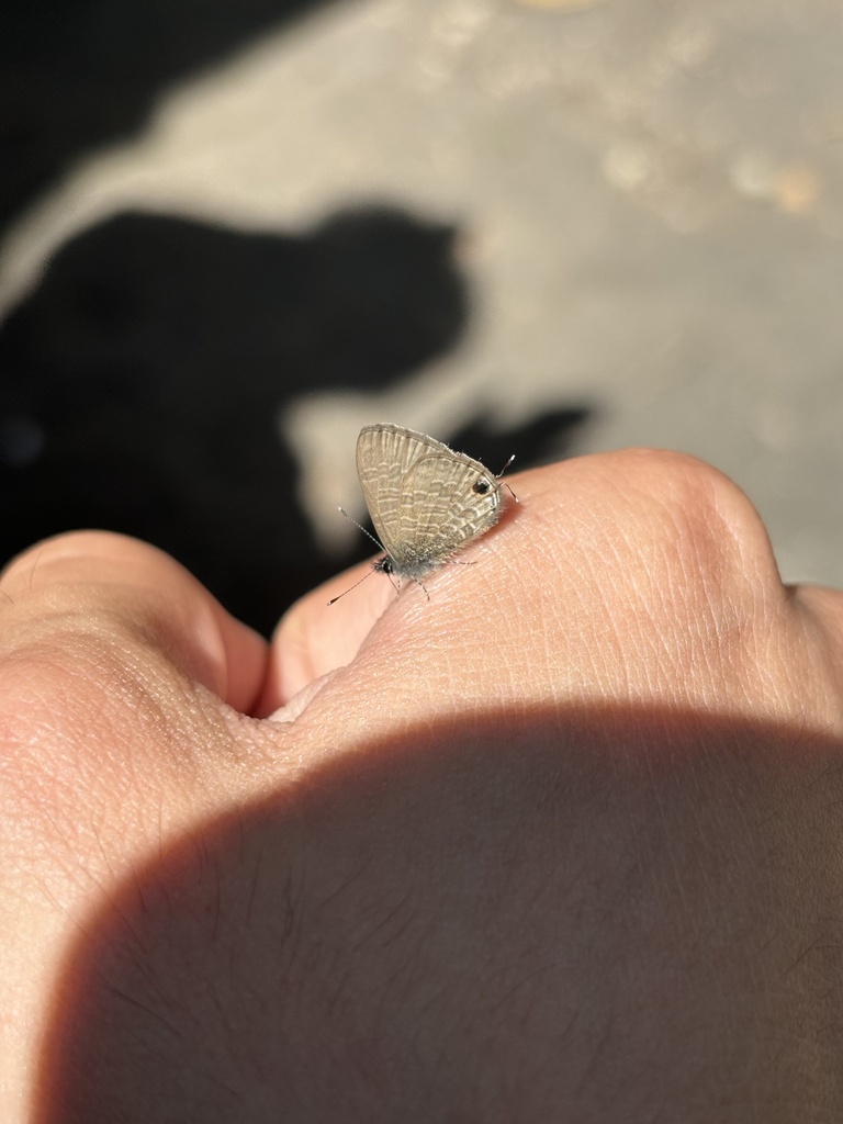 Common Line Blue from Pulau Bali, Bangli, Bali, ID on May 16, 2024 at ...
