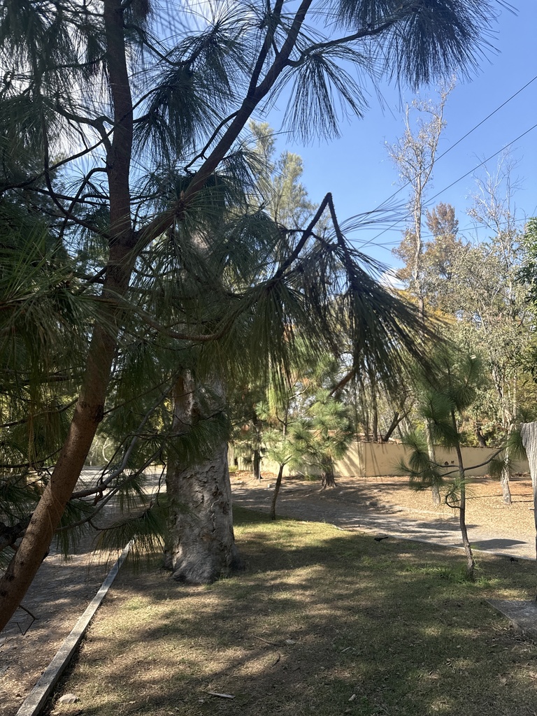 Pinos, ocotes y piñones desde Colinas De San Javier, Guadalajara, Jal ...