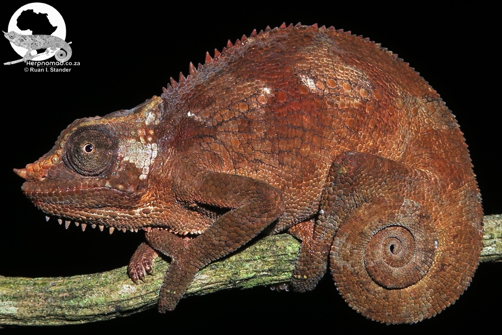 Bale Two-horned Chameleon in June 2017 by Ruan I. Stander · iNaturalist