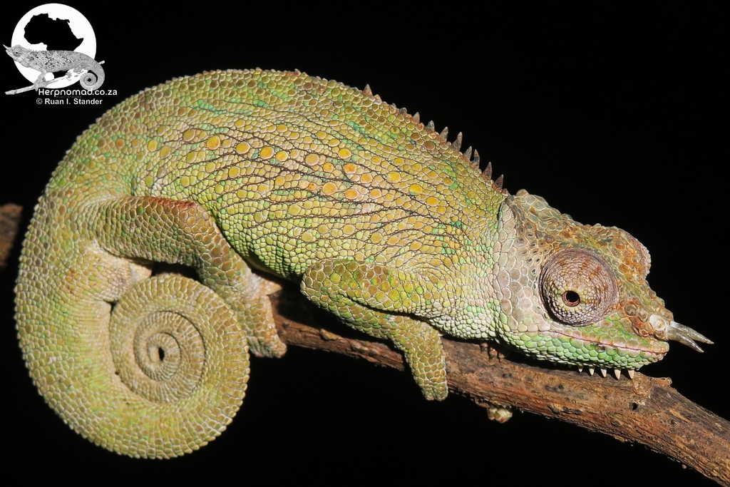 Bale Two-horned Chameleon in June 2017 by Ruan I. Stander · iNaturalist