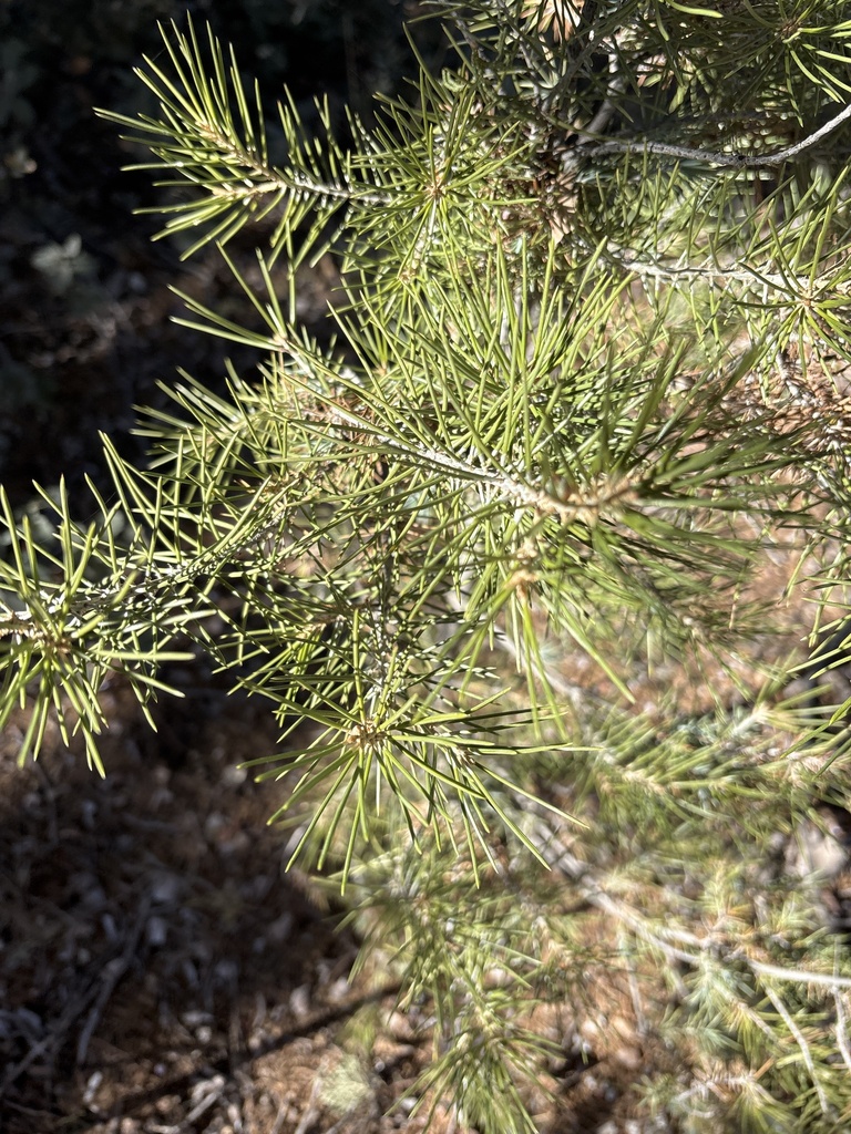 small cone pinyon pines from Tonto National Forest, Payson, AZ, US on ...