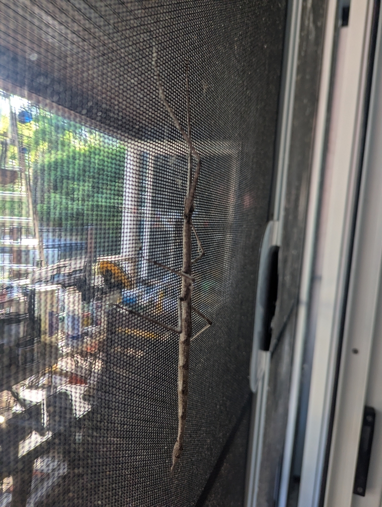 tessellated stick insect from Noosa Bal, AU-QL, AU on January 14, 2025 ...