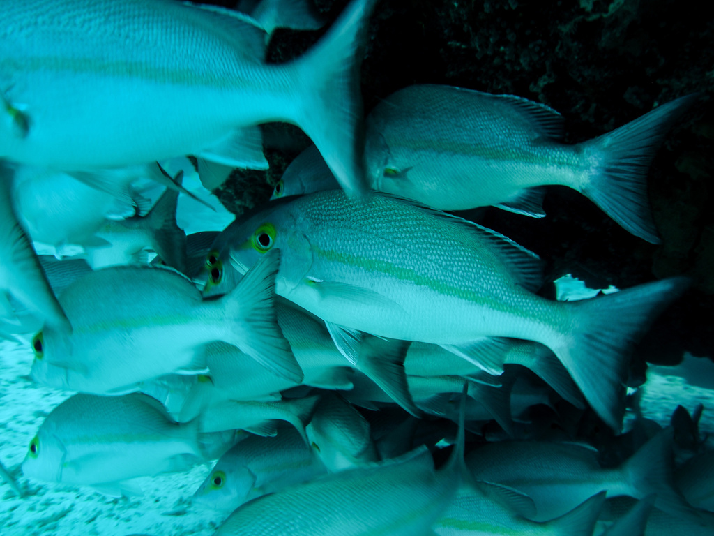 Hussar from South Pacific Ocean, Eurimbula, QLD, AU on October 26, 2024 ...