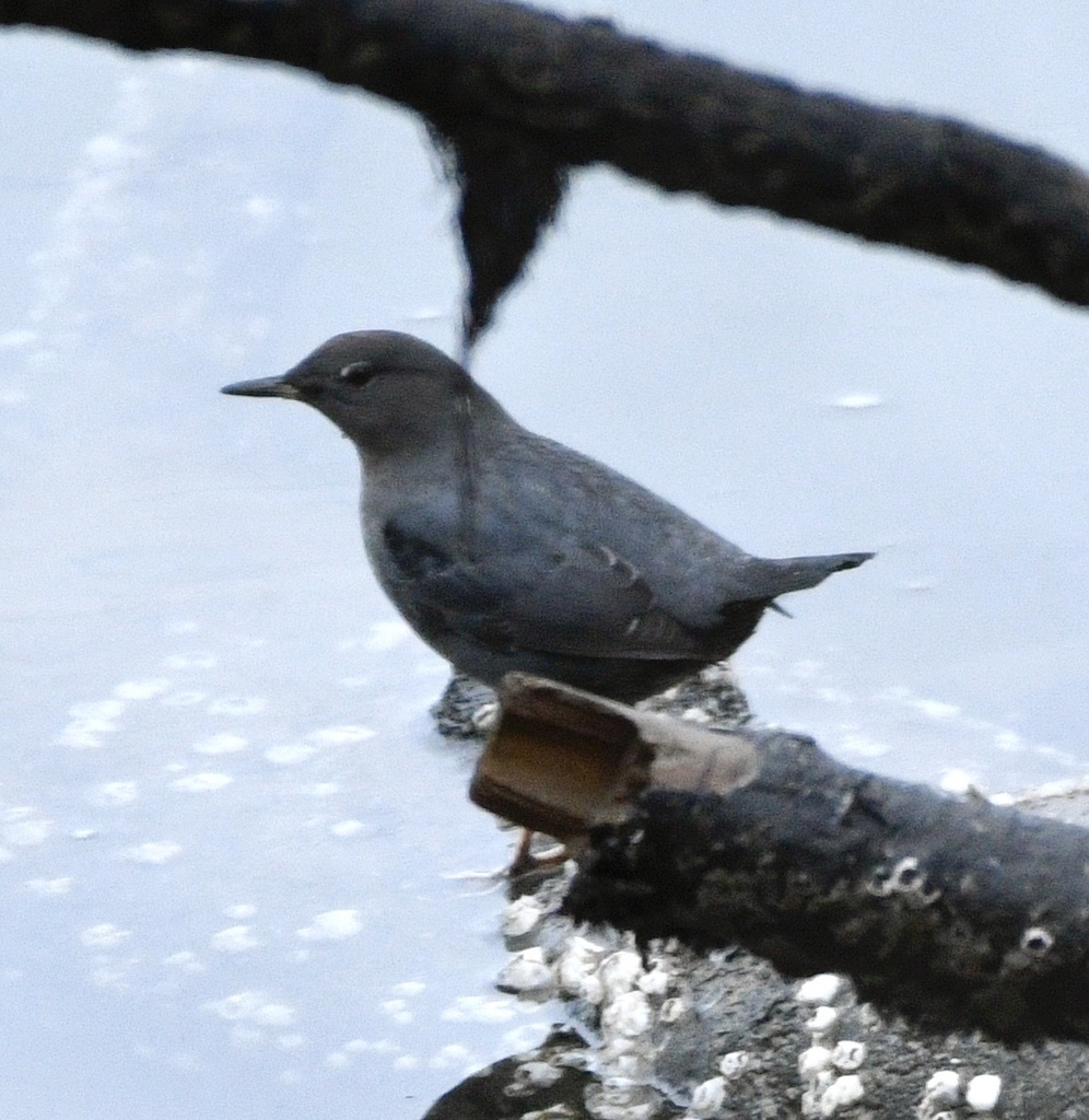 American Dipper from Sekiu River, Sekiu, WA, US on January 5, 2025 at ...