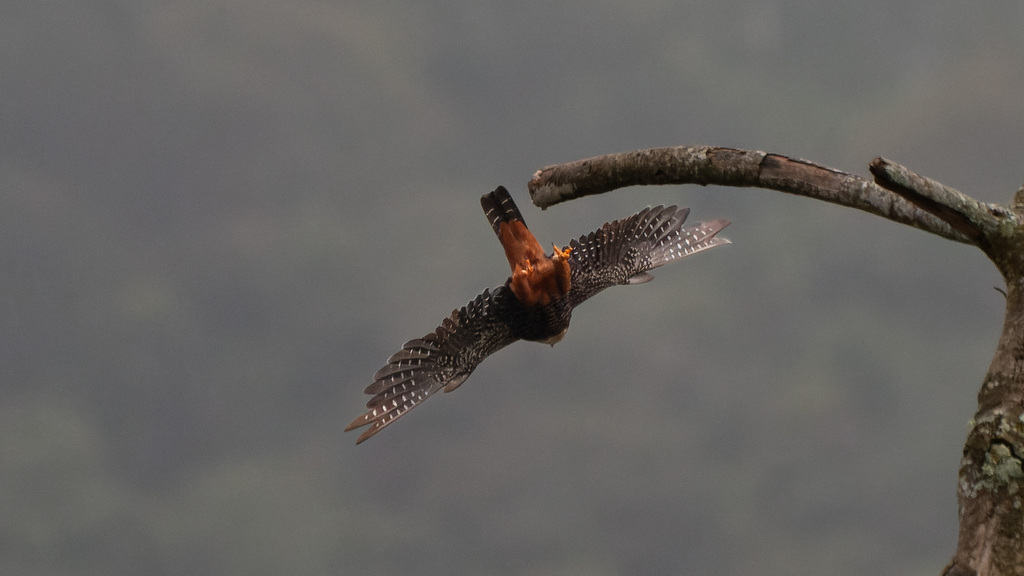 Bat Falcon from Tijuca, Teresópolis - RJ, Brazil on January 13, 2025 at ...