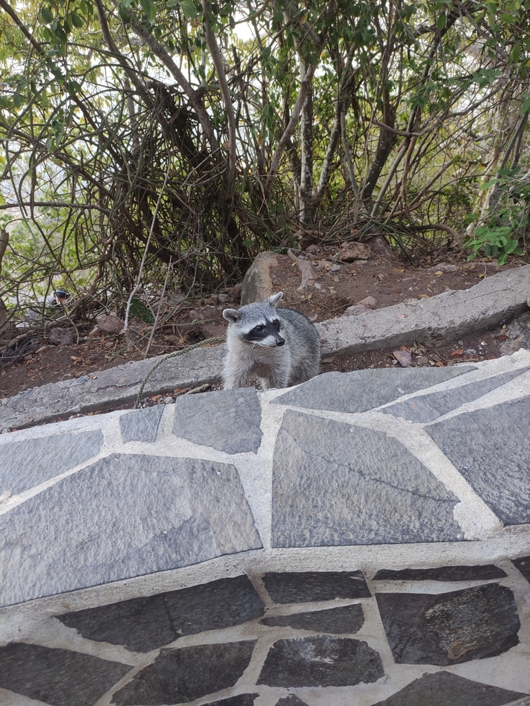 Mapache desde Playas del Sur, Mazatlán, Sin., México el 13 de enero de ...